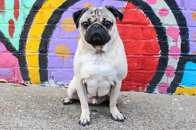 Top 5 Dog Instagram Tags to Follow – Quartyard